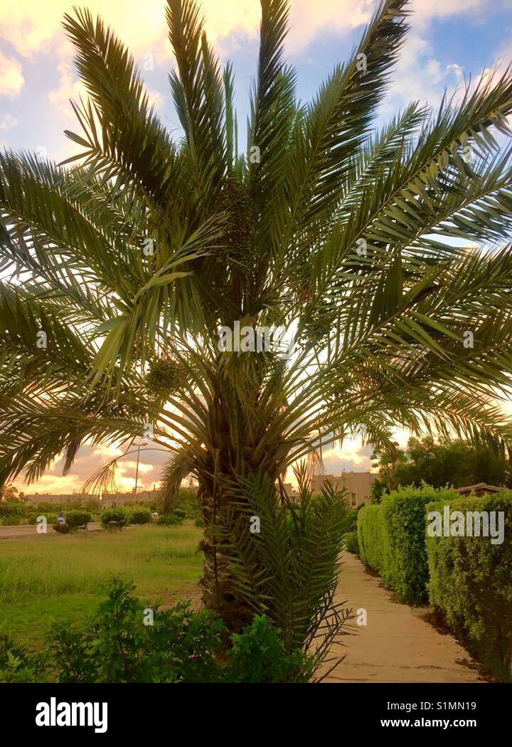 Beautiful palm tree Stock Photo - Alamy