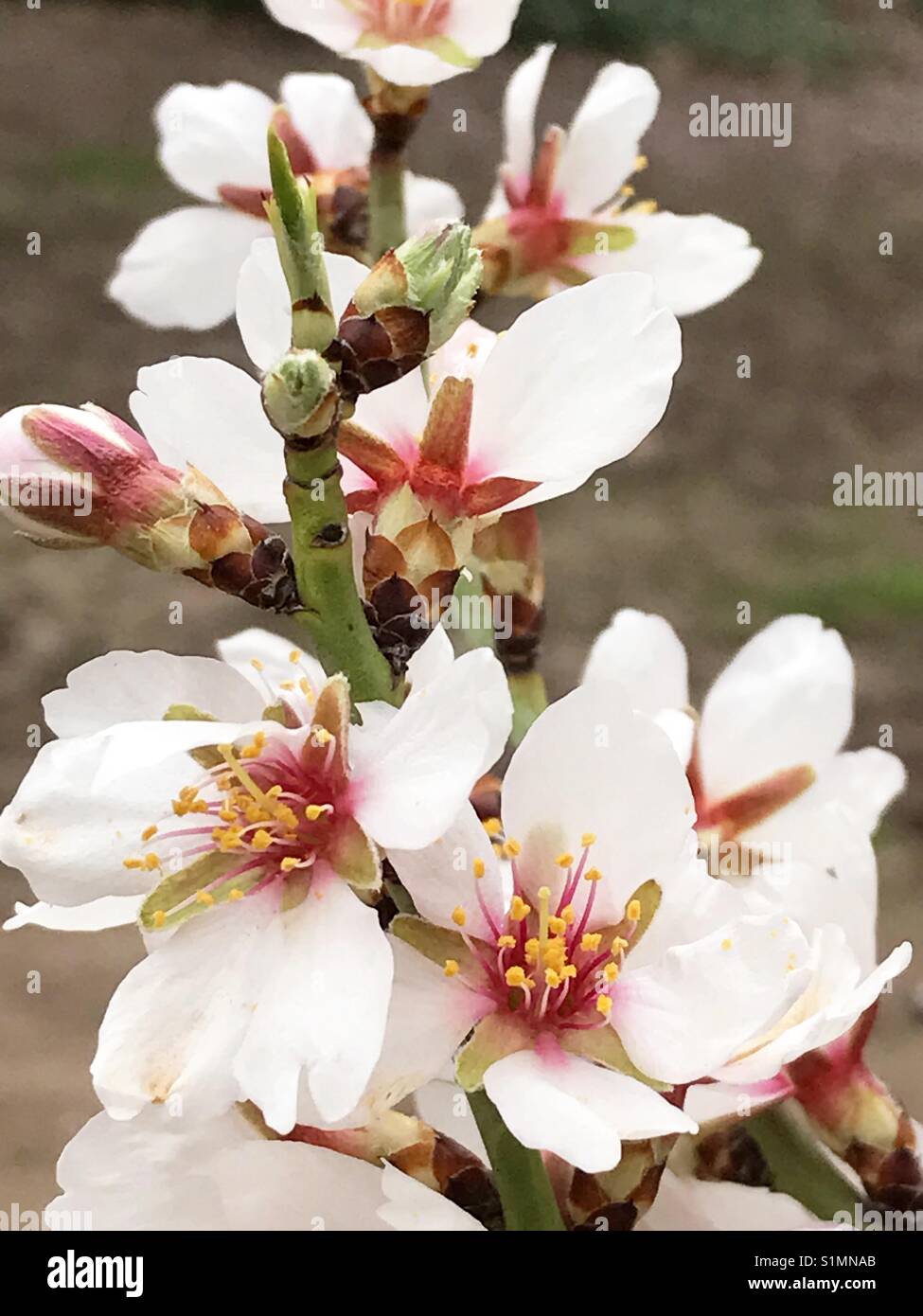 Almond tree hi-res stock photography and images - Alamy