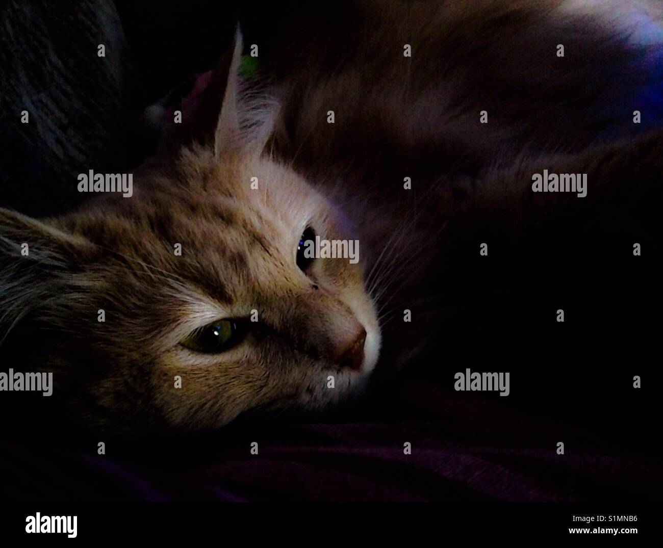 Cream colored cat hi-res stock photography and images - Alamy