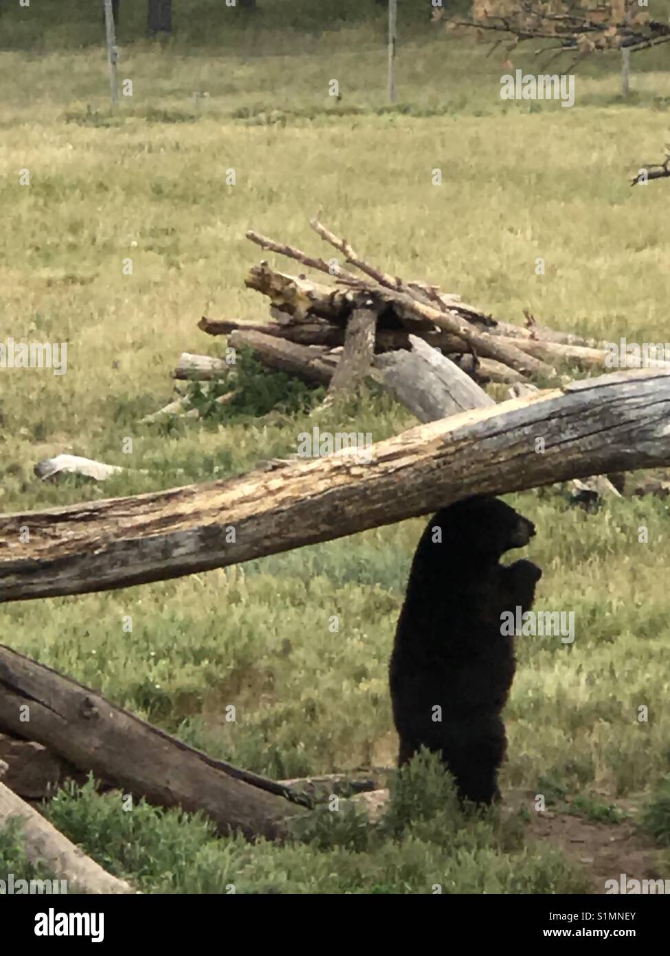 Bear scratching hi-res stock photography and images - Alamy