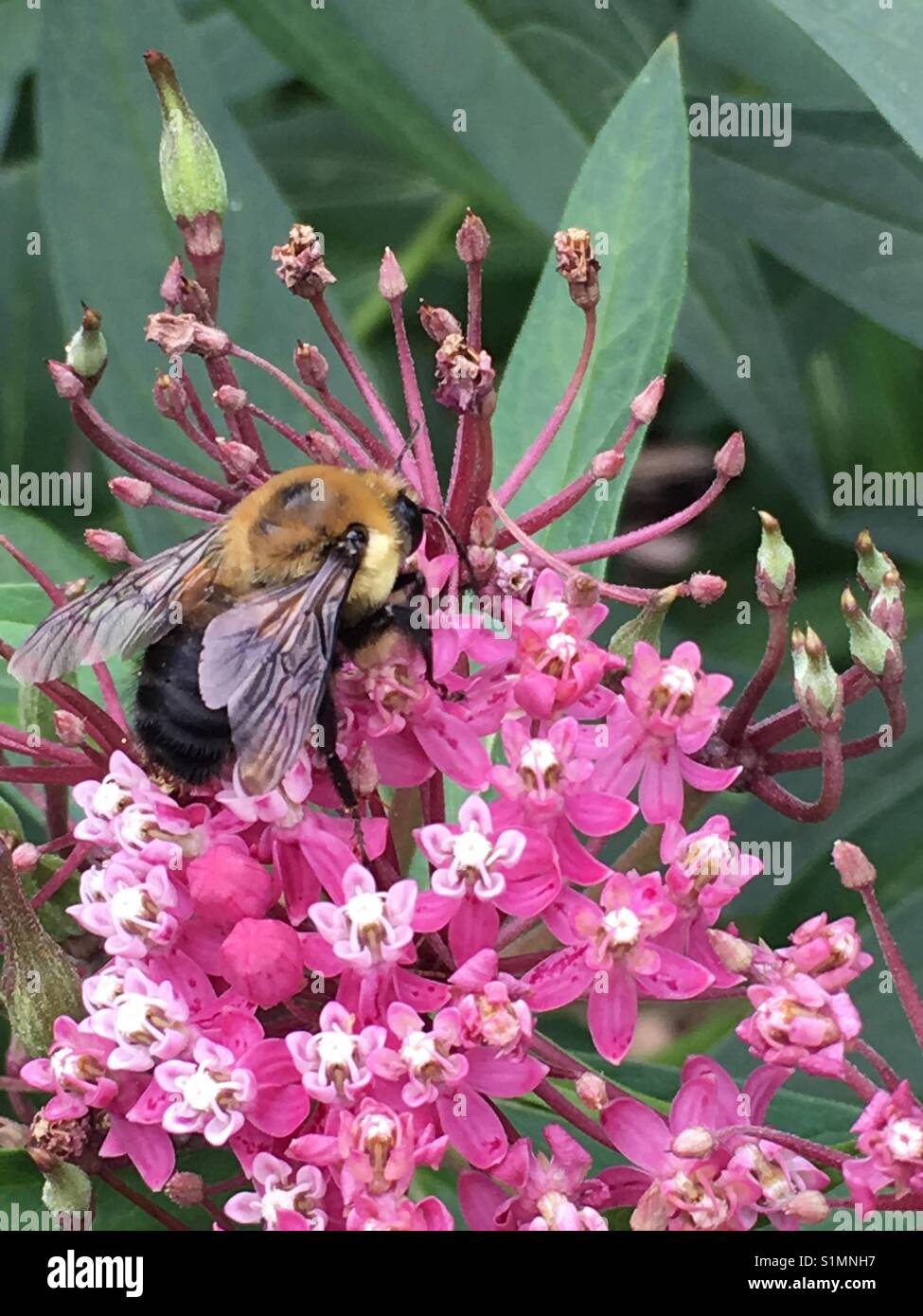 Bee mine hi-res stock photography and images - Alamy
