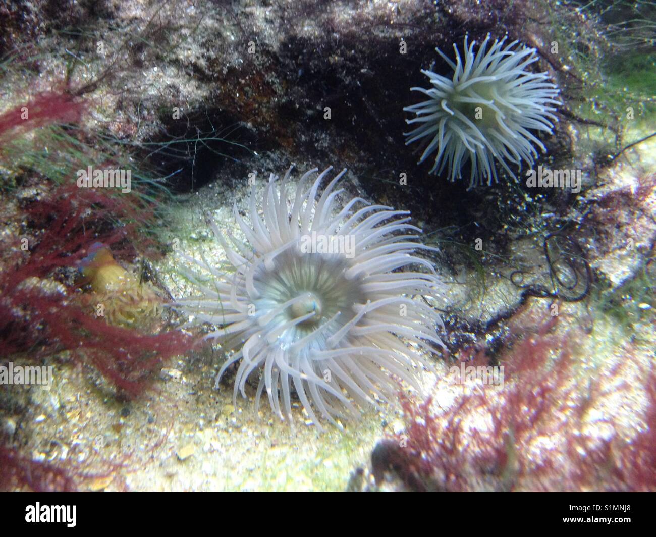Two beautiful anemones Stock Photo - Alamy