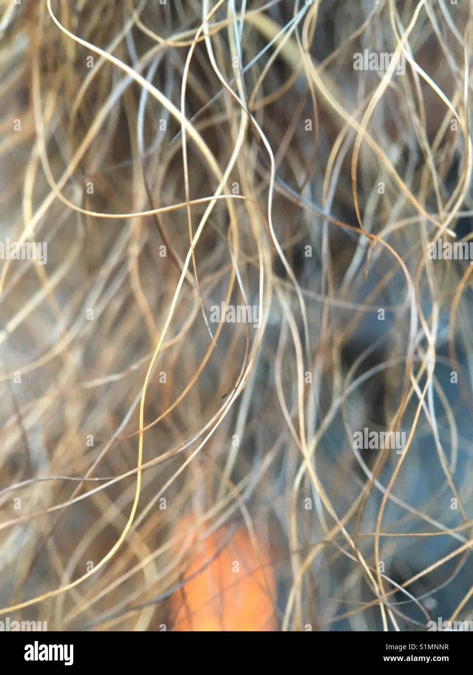 Coarse beard hair hi-res stock photography and images - Alamy