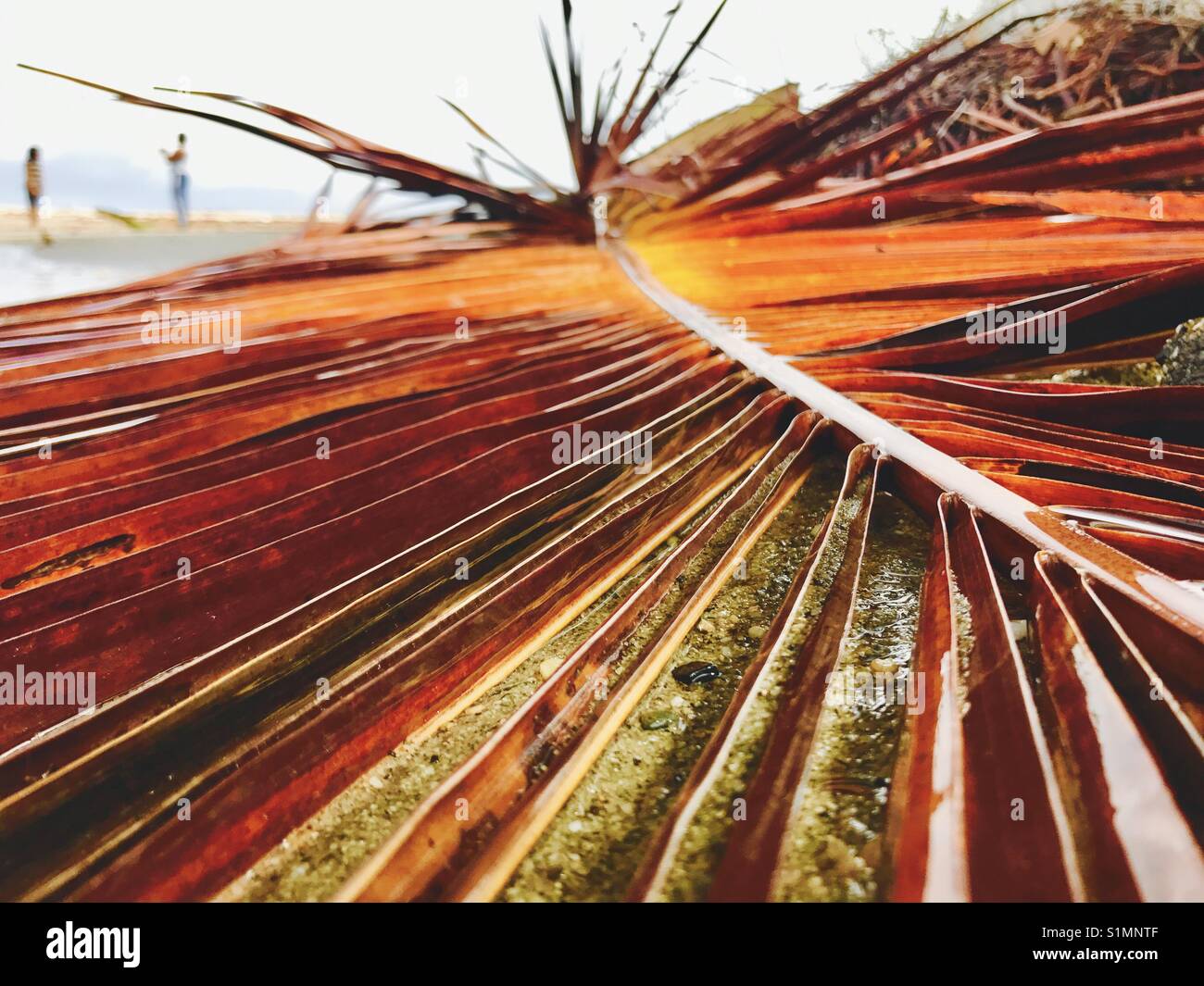 Big leaf on beach Stock Photo - Alamy