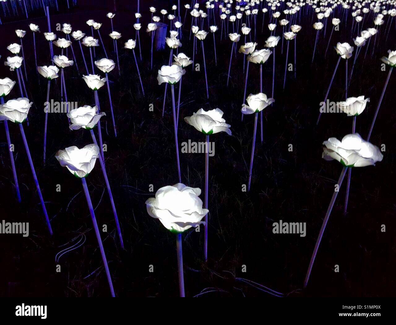 LED roses lights up at night Stock Photo - Alamy