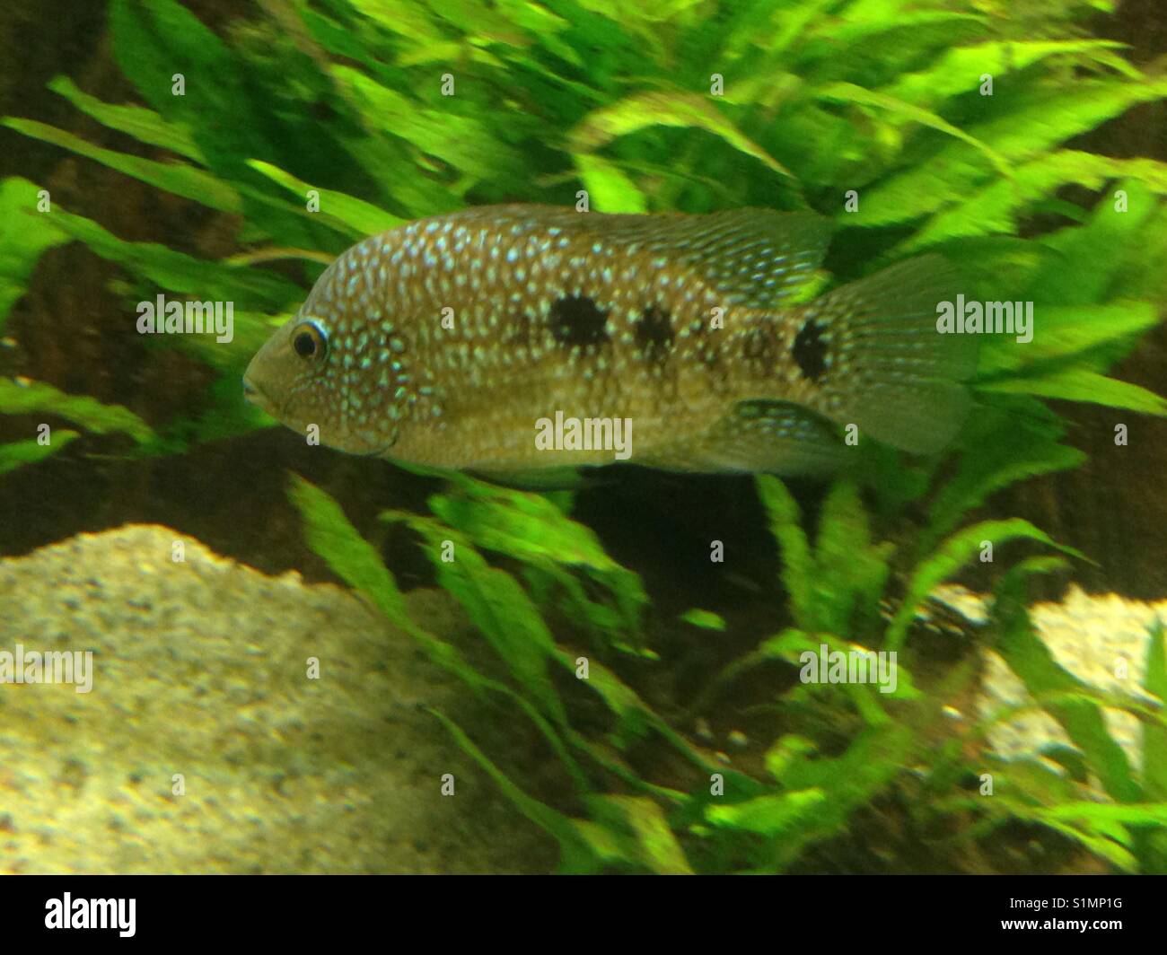 Beautiful fish hi-res stock photography and images - Alamy