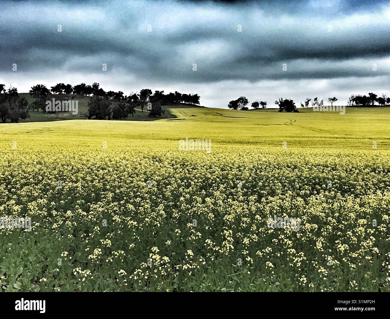 Canola field on a rainy day near Perth Stock Photo - Alamy