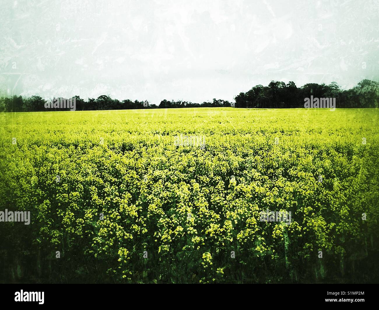 Canola plants hi-res stock photography and images - Alamy