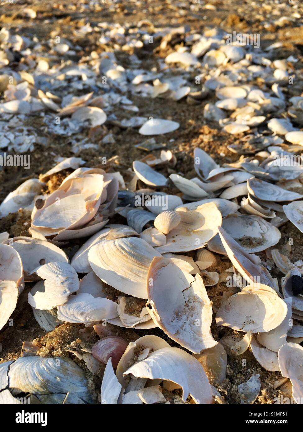 Seashells at the beach hi-res stock photography and images - Alamy