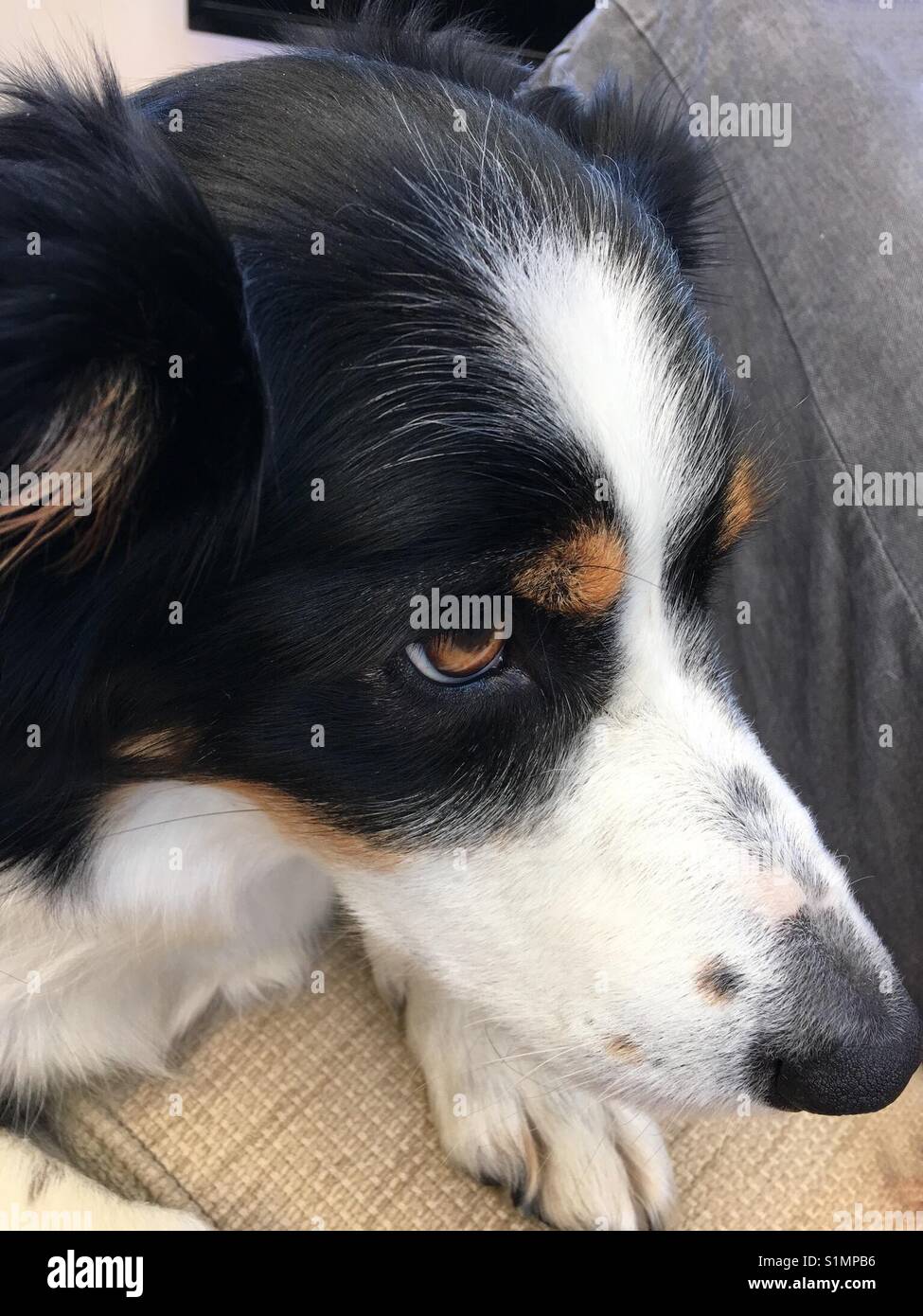 Headshot of dog, Border collie Stock Photo - Alamy