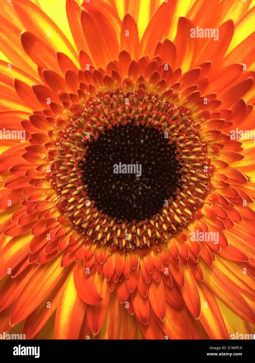 Flower. Close view Stock Photo - Alamy