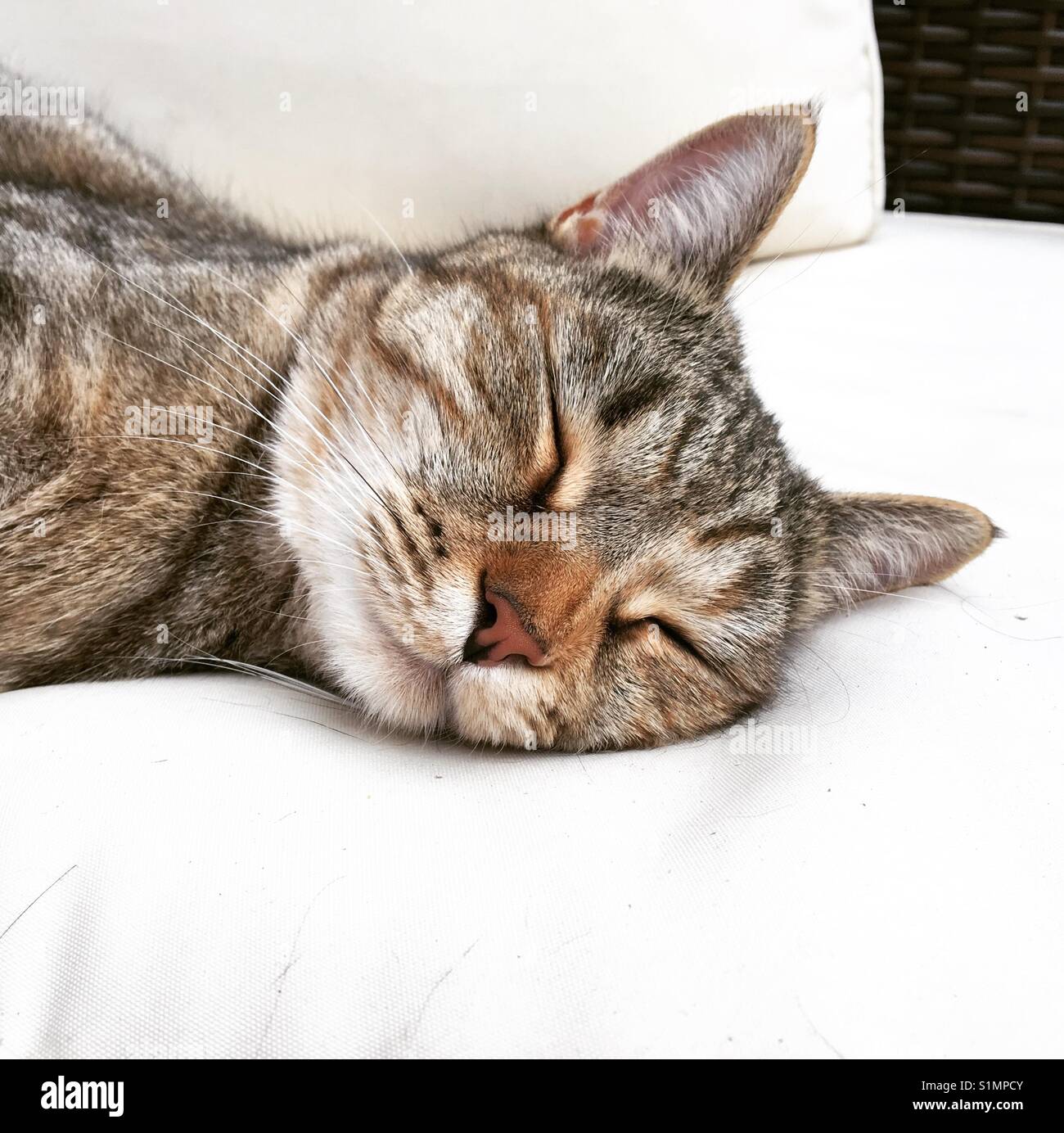 Hard being cute hi-res stock photography and images - Alamy