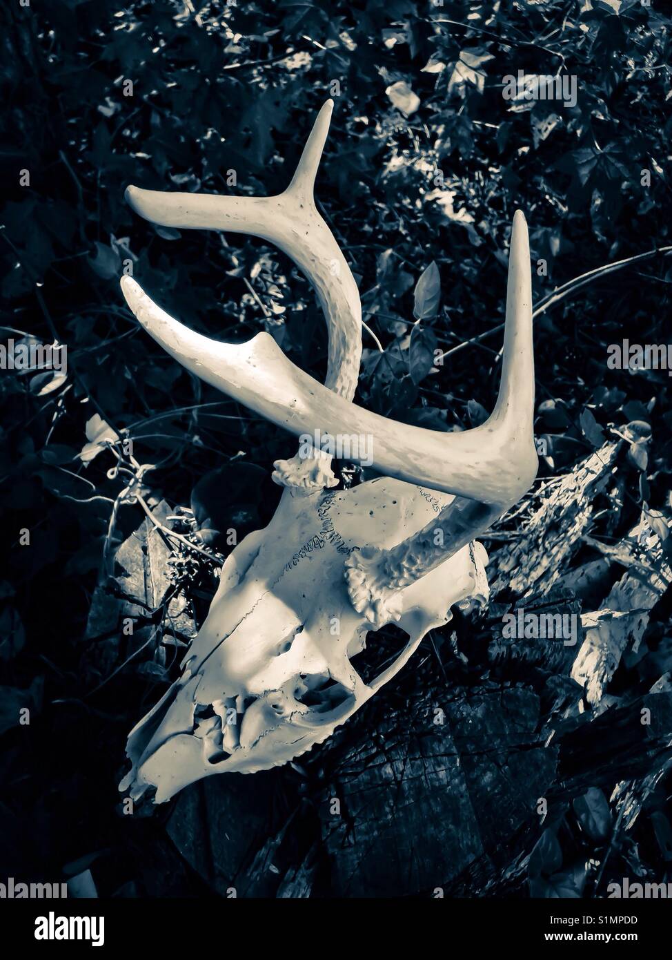 Deer Skull Photography