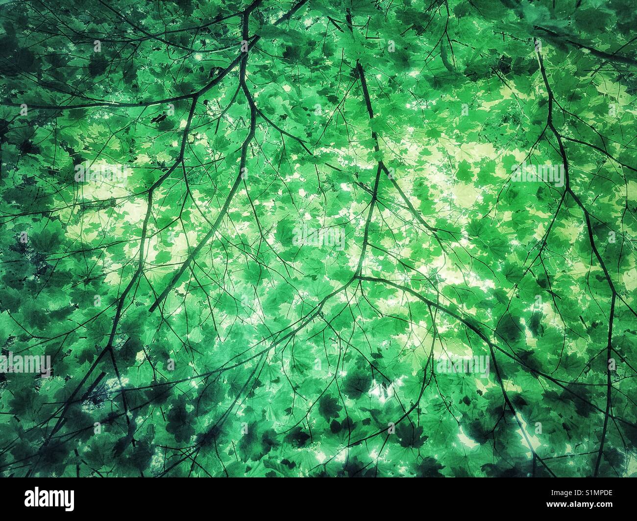 Leafy Woodland High Resolution Stock Photography and Images - Alamy