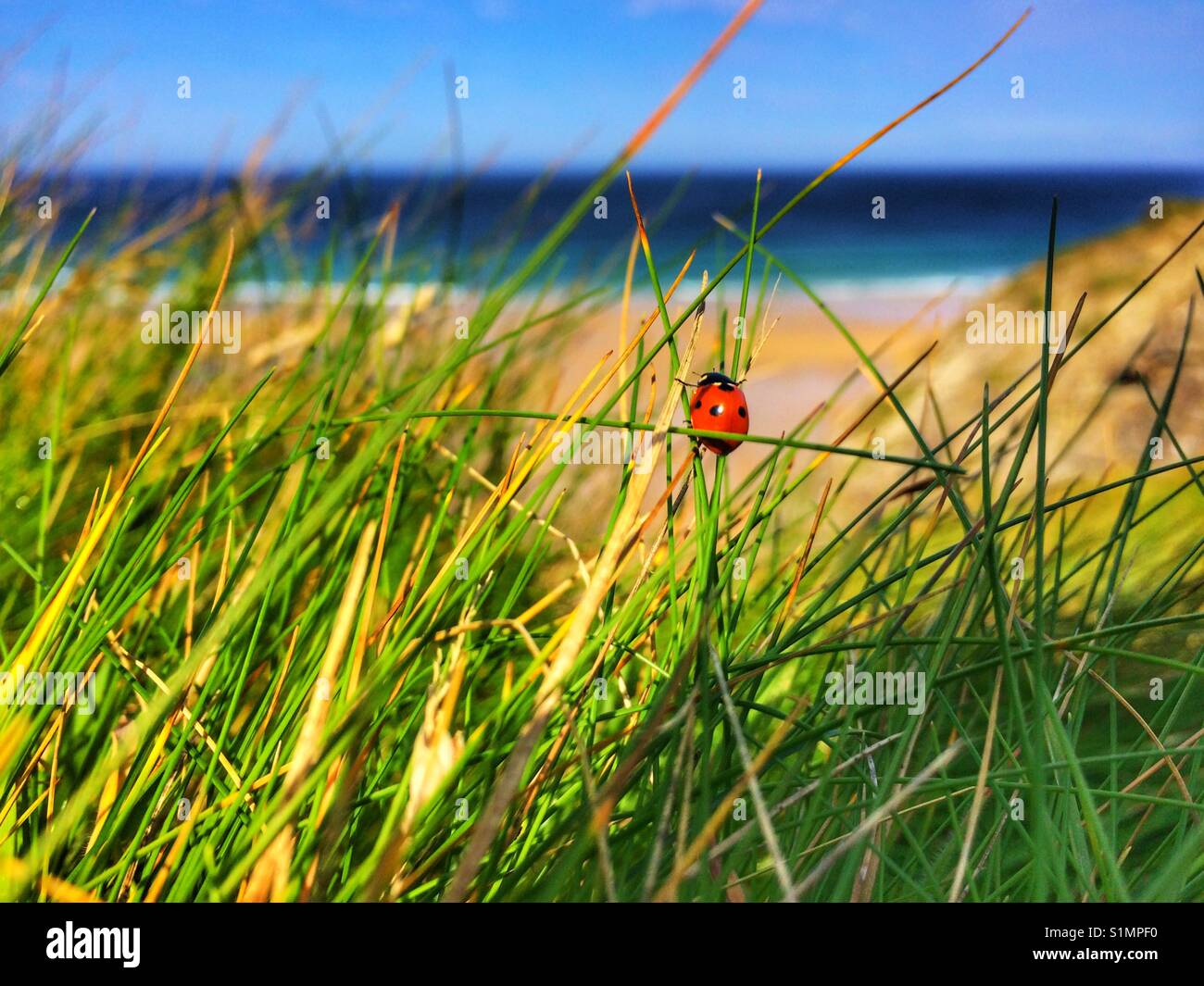 Big Ladybug High Resolution Stock Photography and Images - Alamy