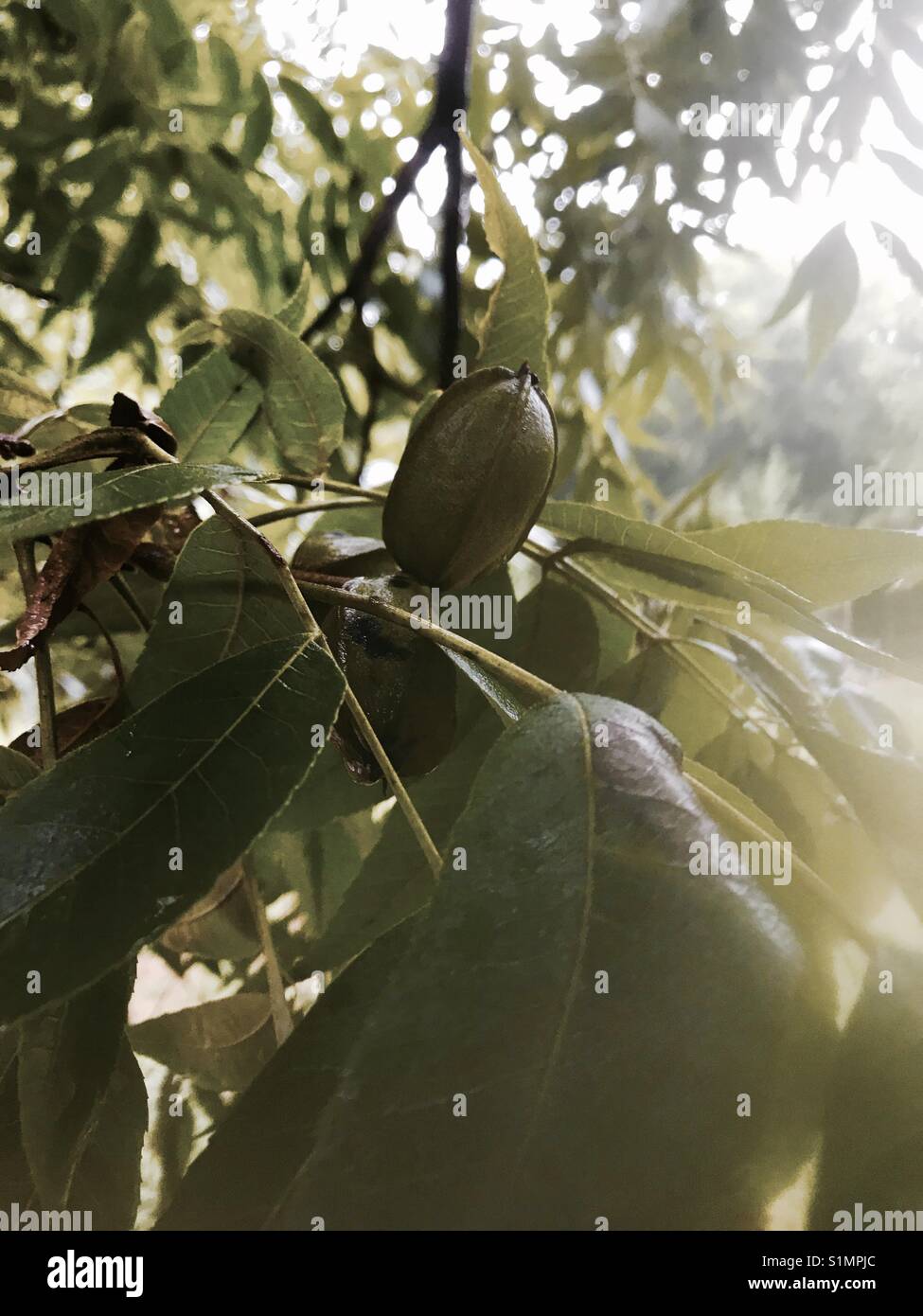 Texas pecans hi-res stock photography and images - Alamy