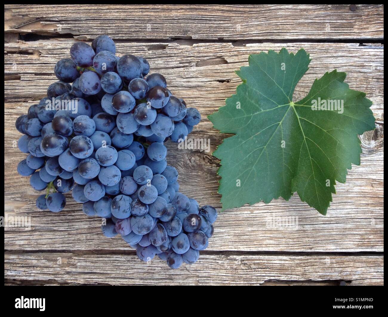 Grenache grape hi-res stock photography and images - Alamy