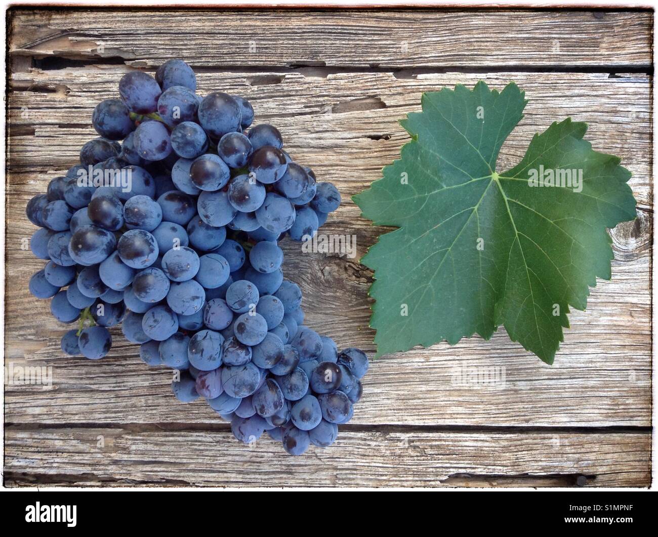 Grenache Grape High Resolution Stock Photography and Images - Alamy