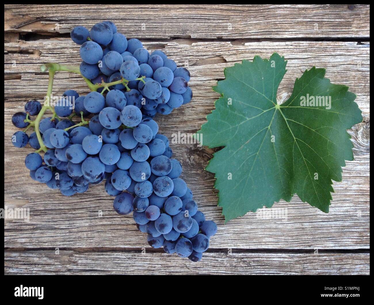 Grenache Grape High Resolution Stock Photography and Images - Alamy