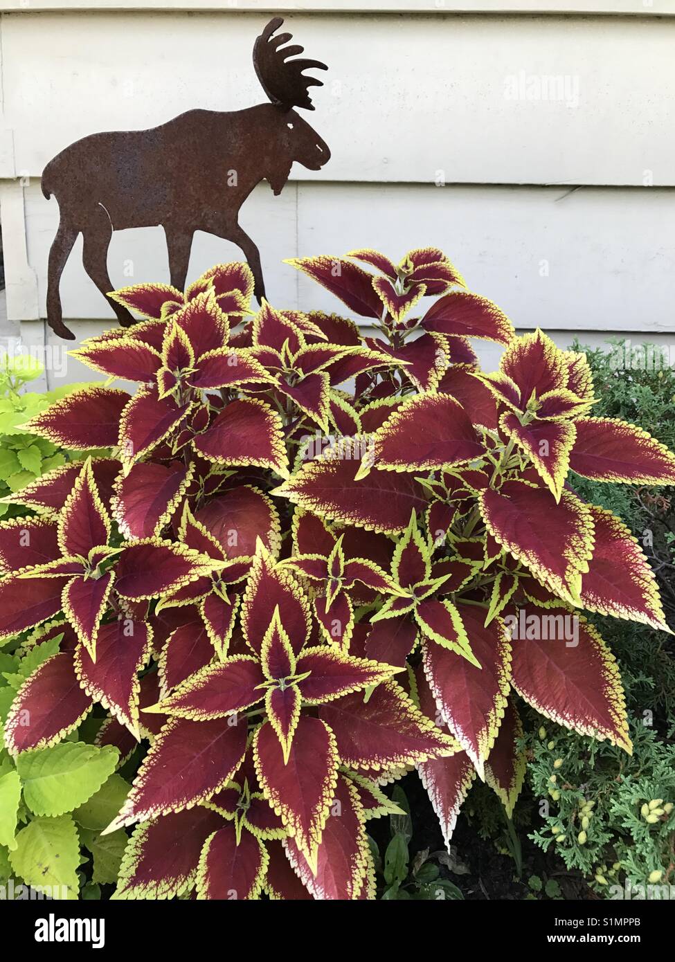 Orange coleus plant hi-res stock photography and images - Alamy