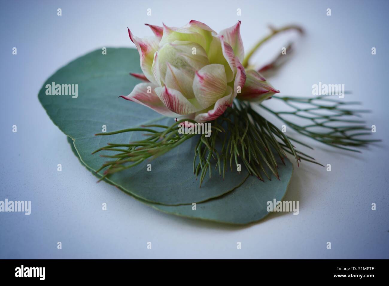 Protea blushing bride hi-res stock photography and images - Alamy
