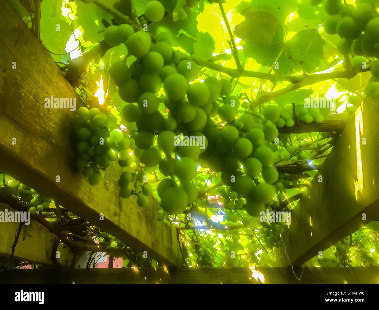 Bumper crop hi-res stock photography and images - Alamy