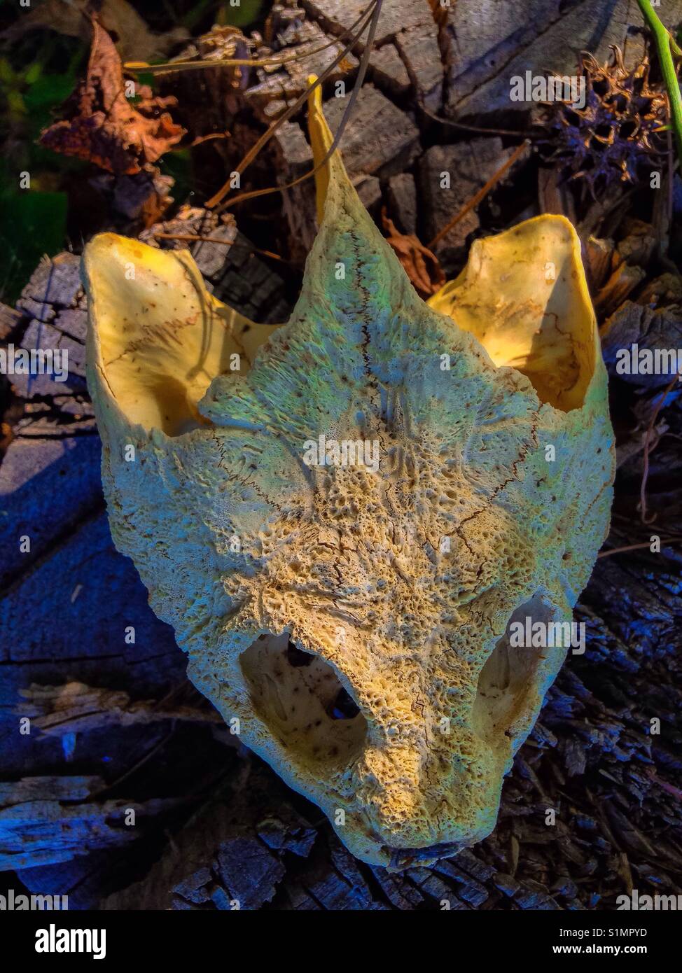 Colorful snapping turtle skull- outdoor lighting Stock Photo - Alamy
