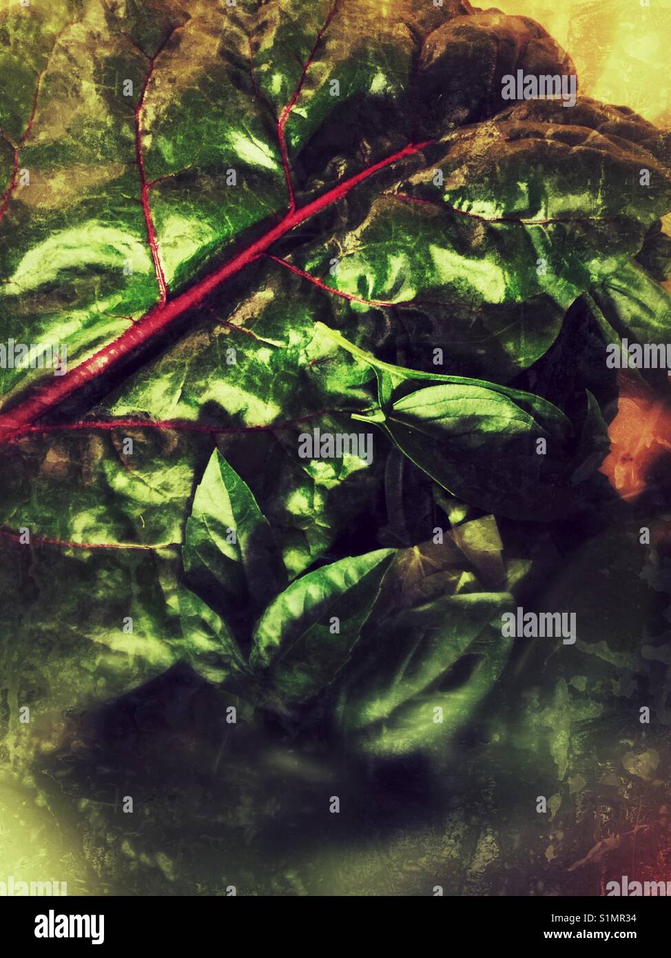 Dark leafy greens hi-res stock photography and images - Alamy