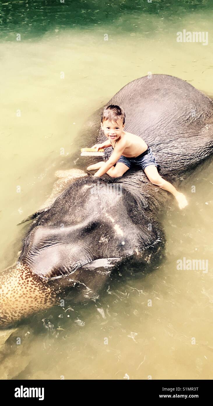 Cleaning an elephant hi-res stock photography and images - Alamy