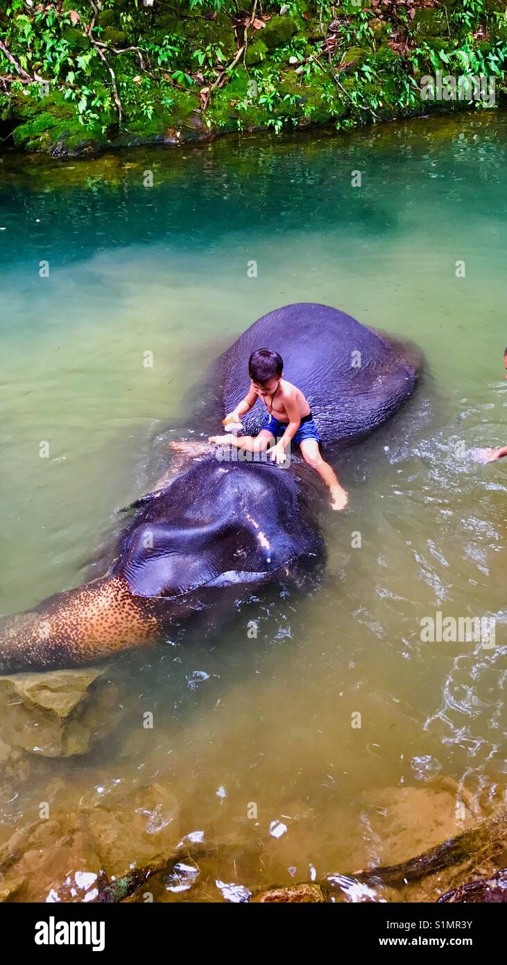 Cleaning elephant hi-res stock photography and images - Alamy