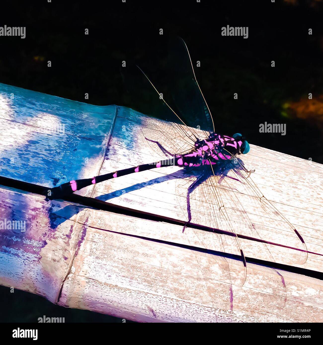 Firefly insect hi-res stock photography and images - Alamy