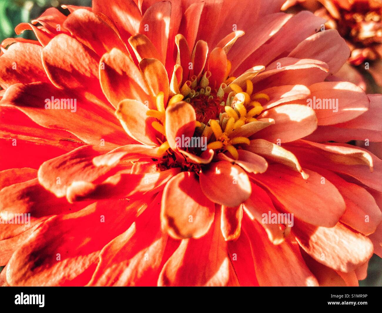 Zinnia, flower detail Stock Photo - Alamy