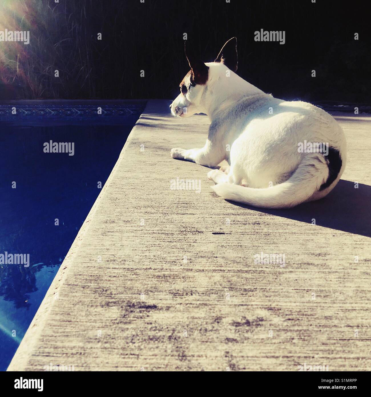 Dog lounging poolside on a sunny summer afternoon. Square crop. Room ...