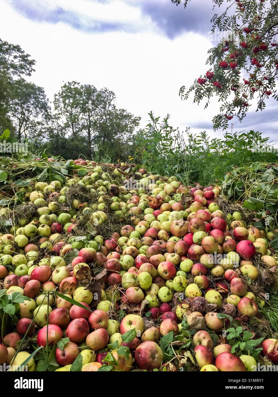 Got more apples hi-res stock photography and images - Alamy