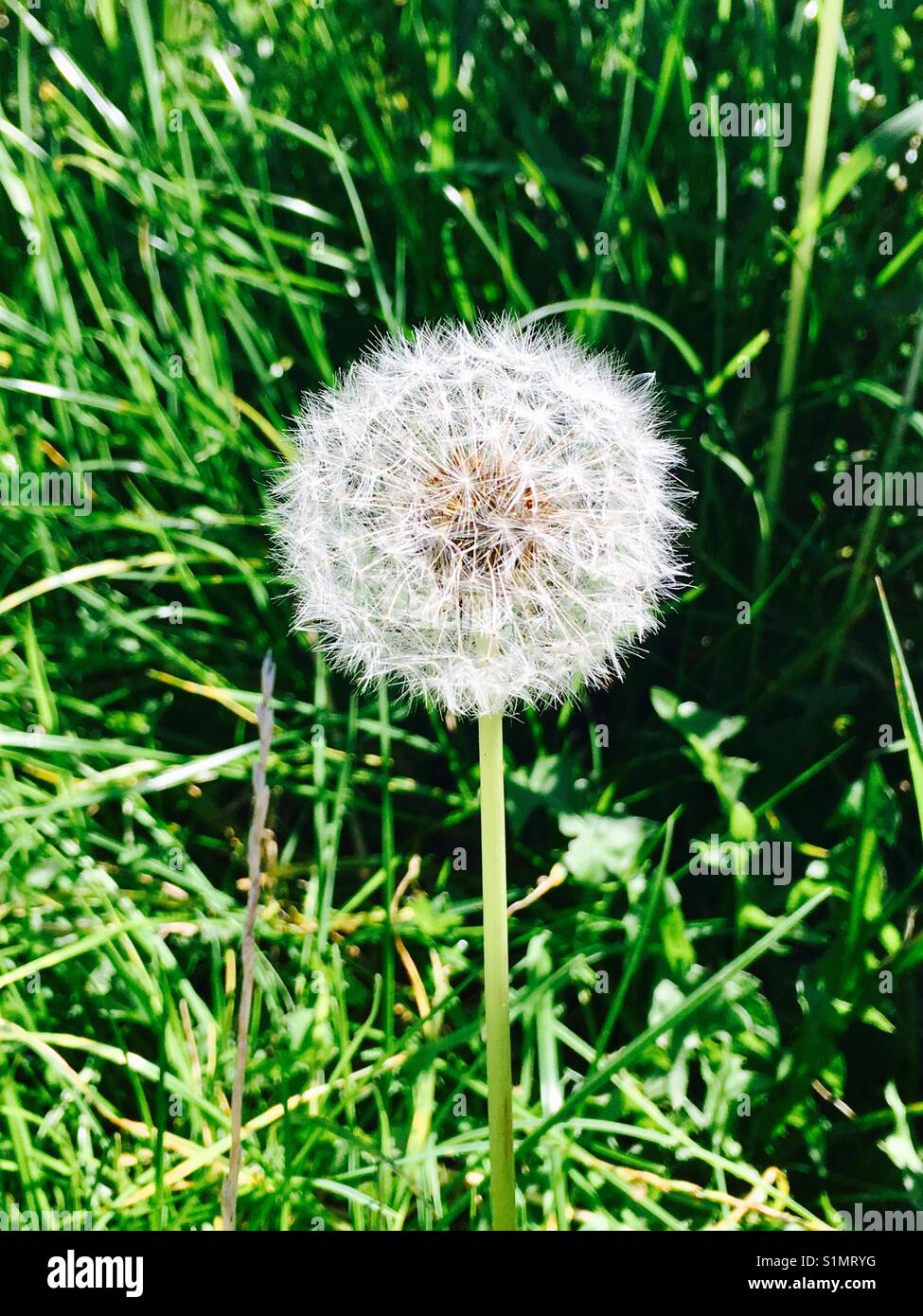 Seed head and flower hi-res stock photography and images - Alamy
