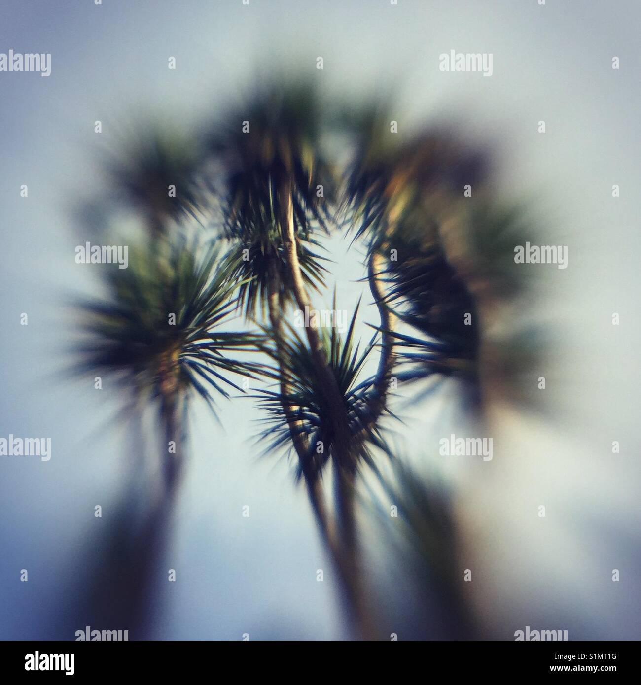 Cornish palm tree hi-res stock photography and images - Alamy