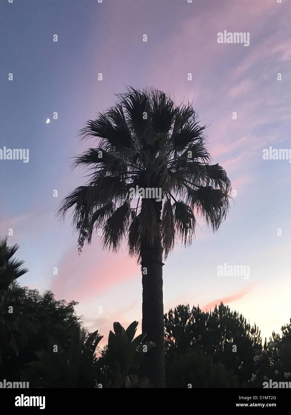 Palm tree just after sunset in Portugal Stock Photo - Alamy