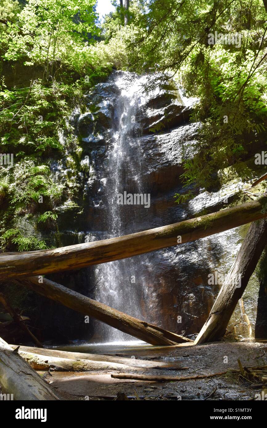 Big basin redwoods state park hi-res stock photography and images - Alamy