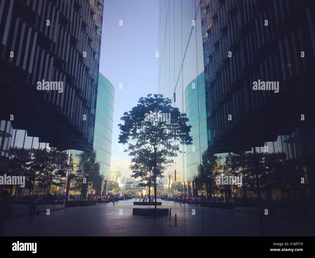 A tree between two glass city buildings Stock Photo - Alamy