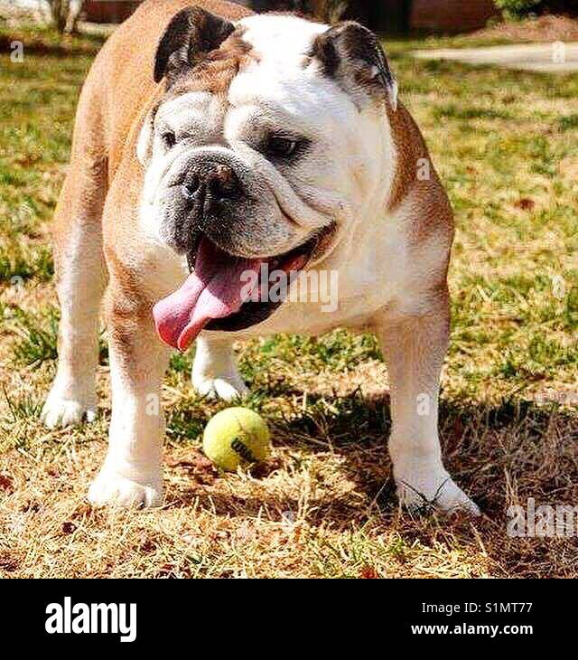 Mack bulldog hi-res stock photography and images - Alamy