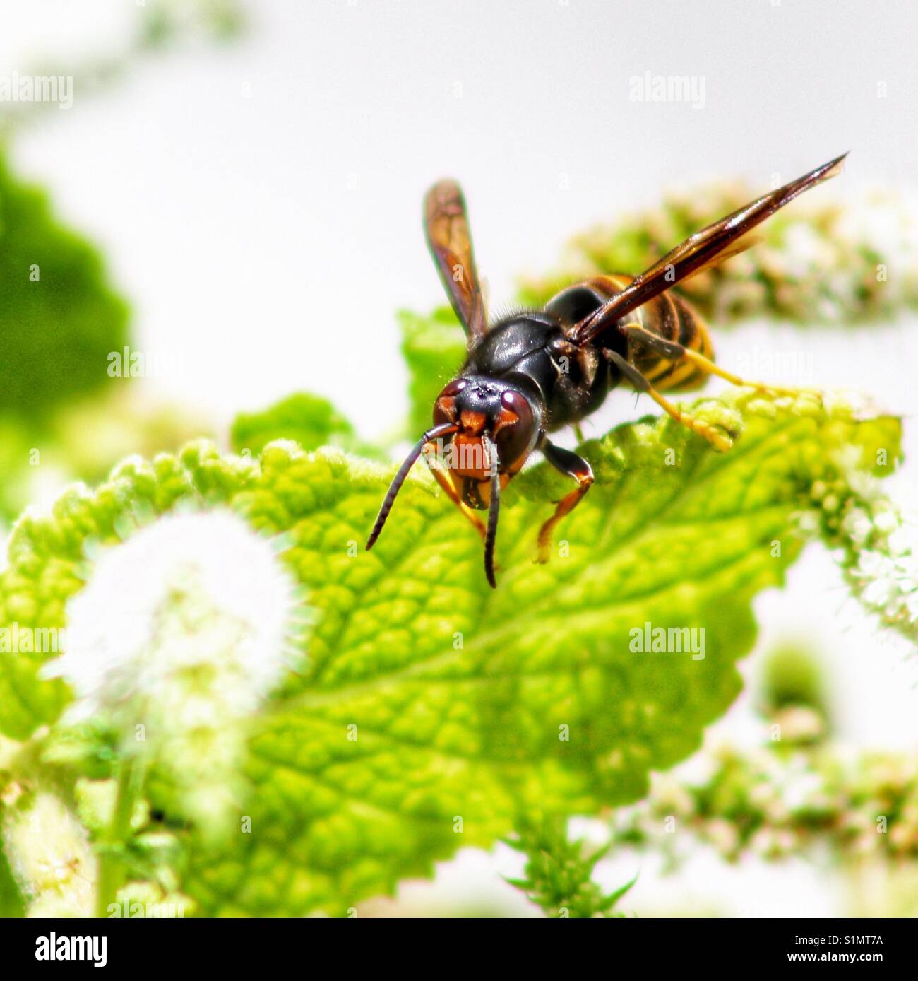 Asiatic wasp hi-res stock photography and images - Alamy