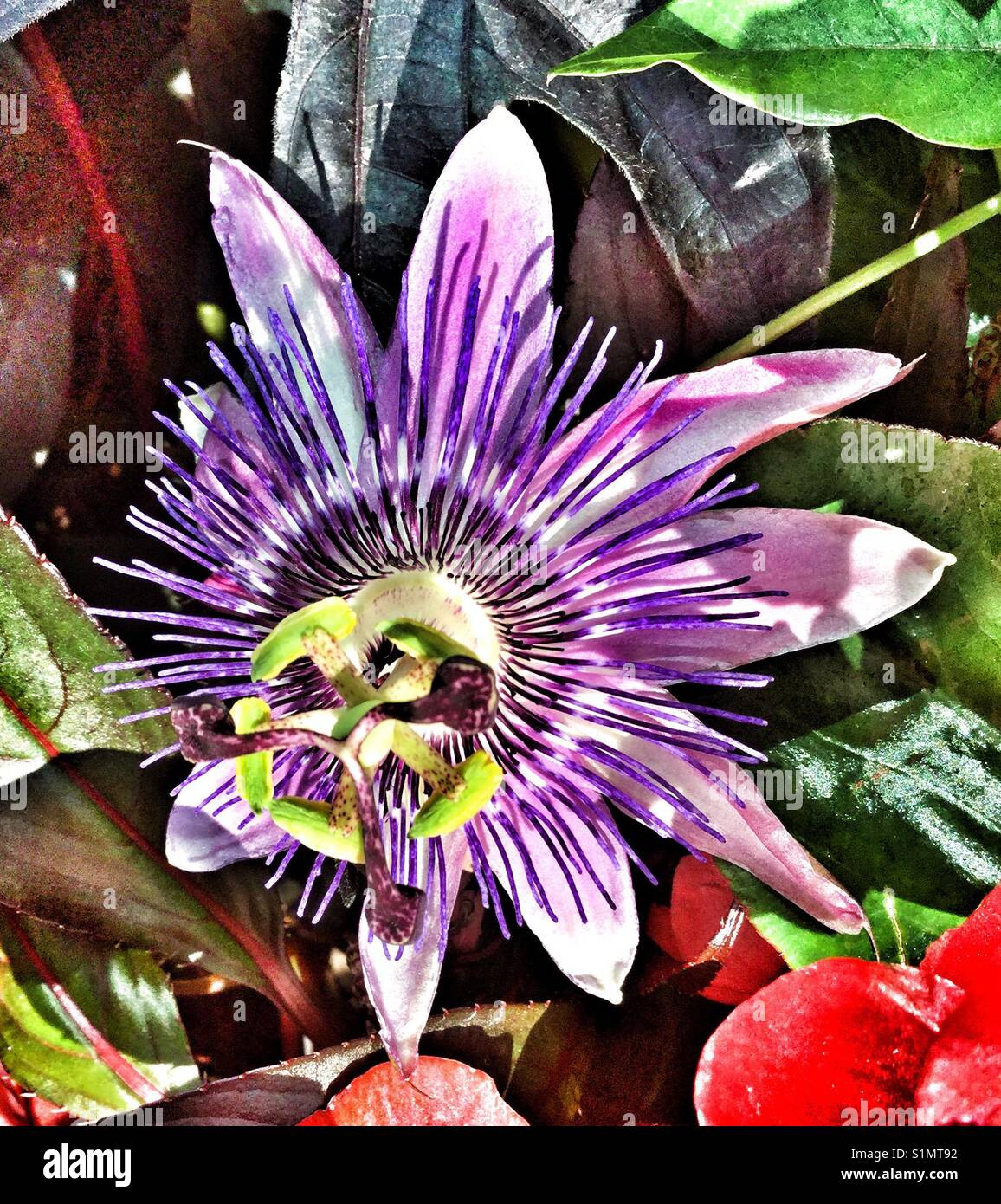 One single purple flower Stock Photo - Alamy