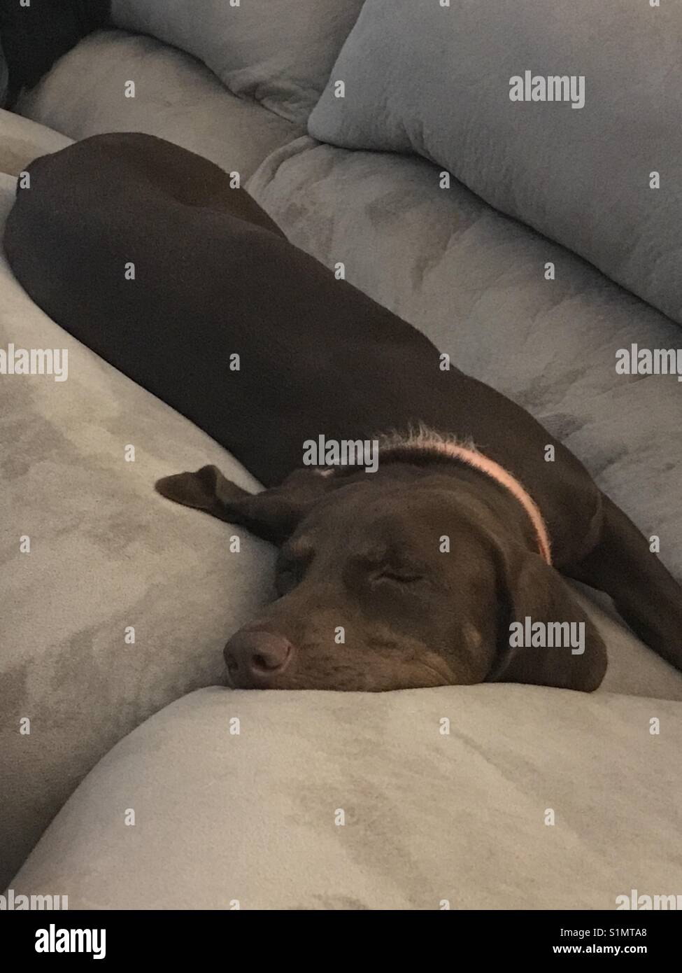 Sleeping dog stockimo hi-res stock photography and images - Alamy