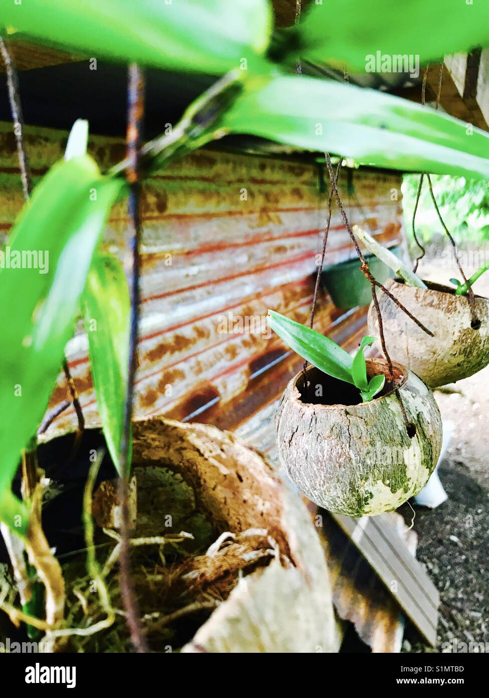 Coconut plant pot hi-res stock photography and images - Alamy