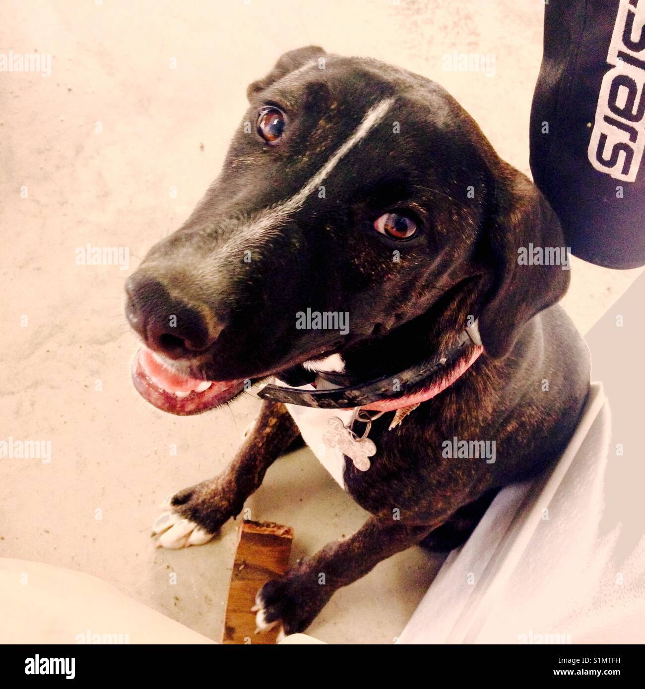 Puppy dog eyes hi-res stock photography and images - Alamy