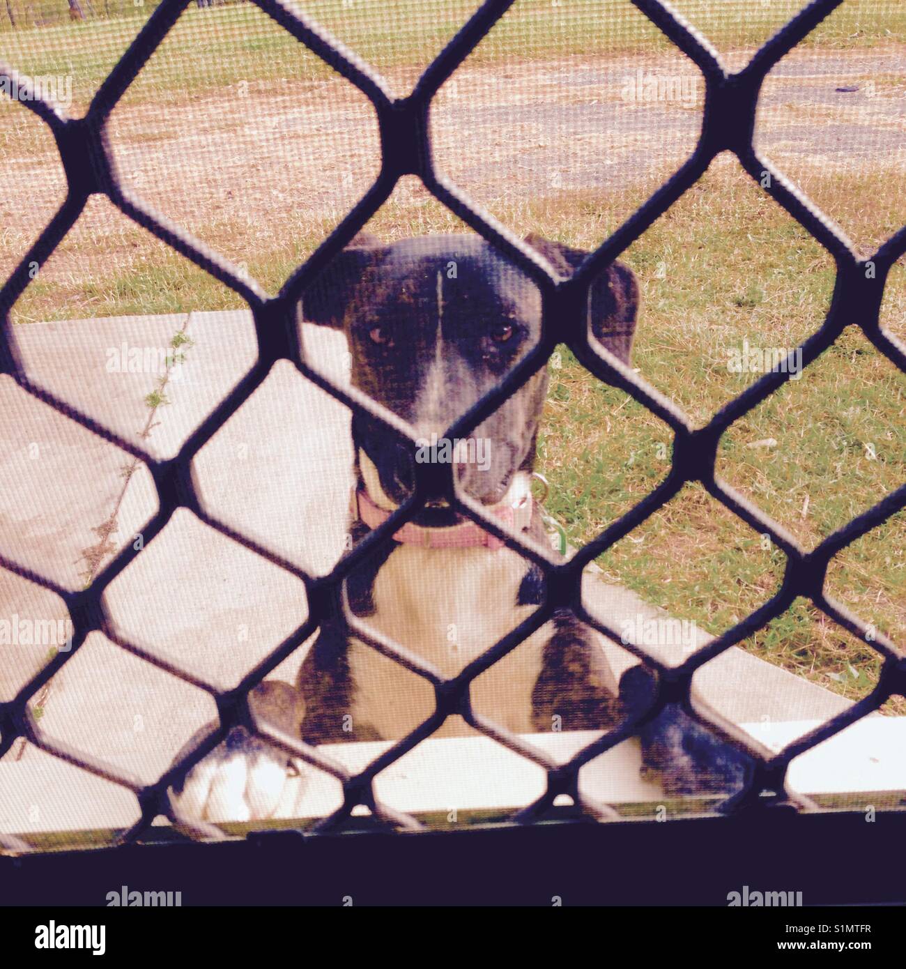 Sneak dog hi-res stock photography and images - Alamy