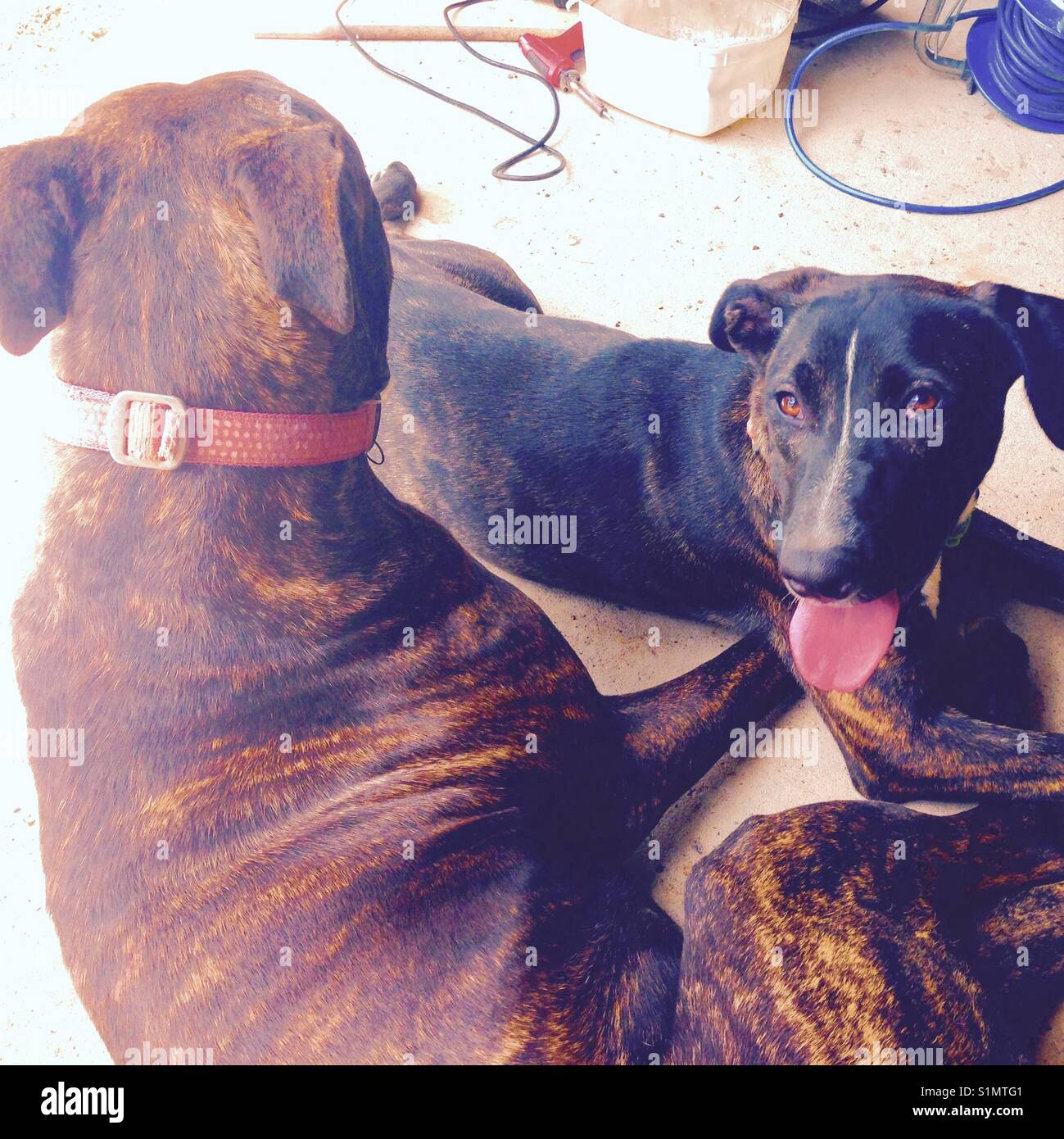 Do Bull Arab Dogs Make Good Pets