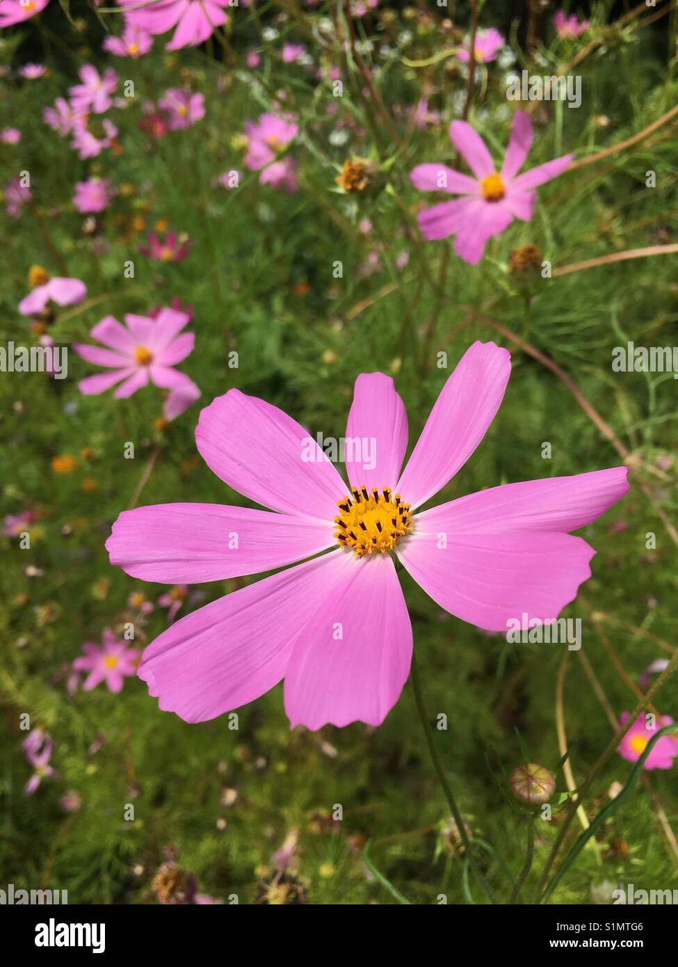 Gypsy flower hi-res stock photography and images - Alamy
