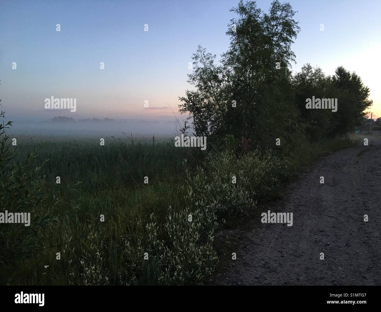 Swamp fog hi-res stock photography and images - Alamy