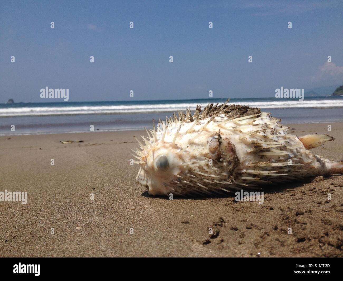 Fugu fish hi-res stock photography and images - Alamy